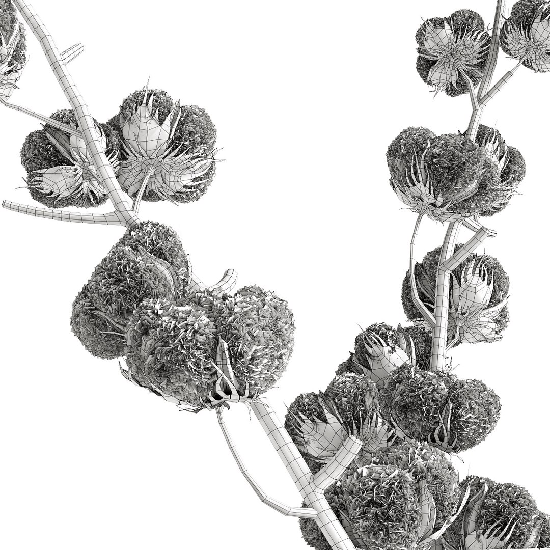 A bouquet of cotton 3D - TurboSquid 1827792