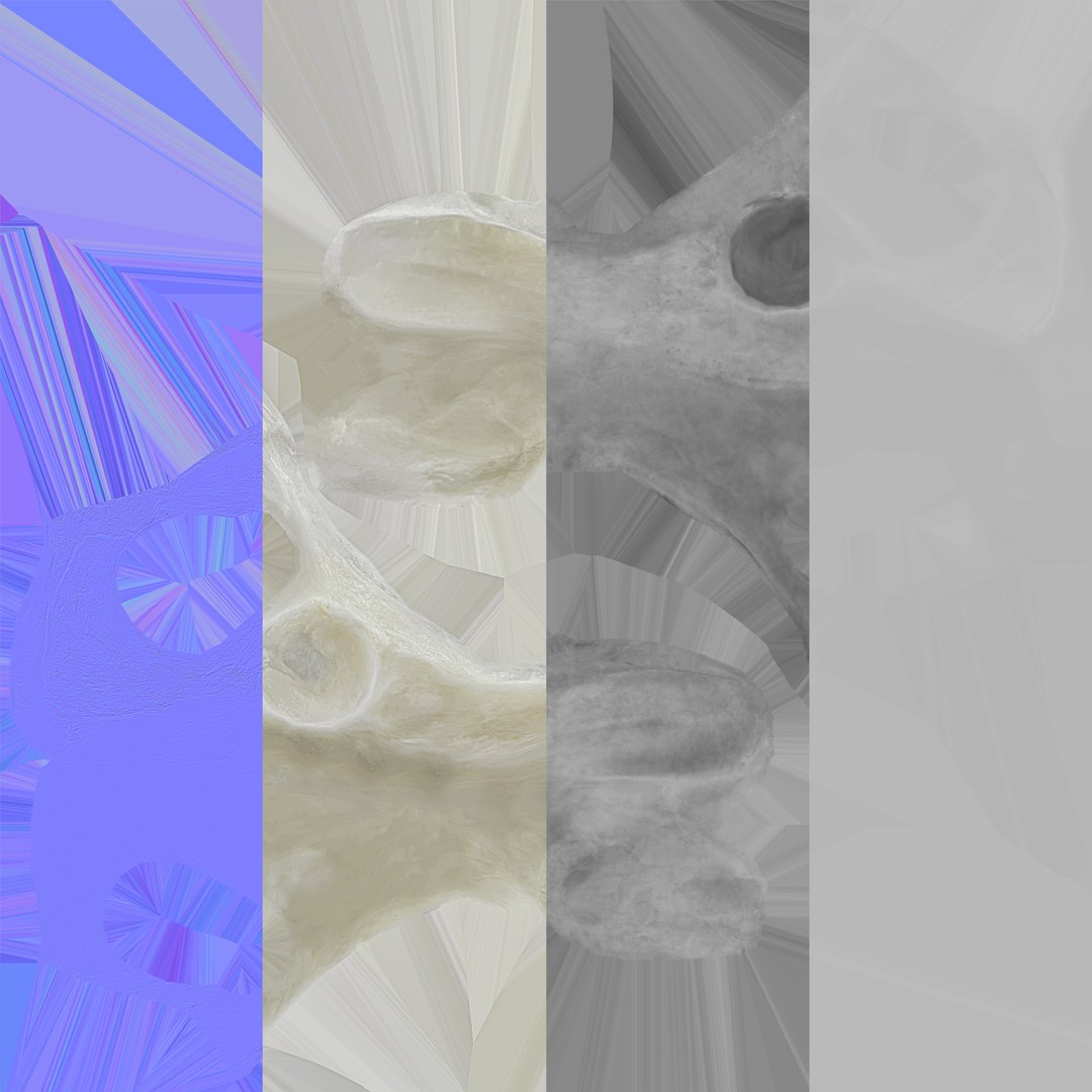 Domestic Cat Pelvis Bone 01 3D model - TurboSquid 1919576