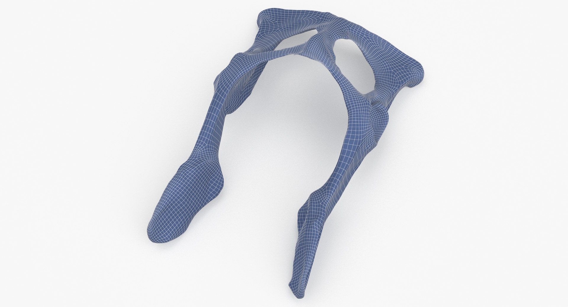 Domestic Cat Pelvis Bone 01 3D model - TurboSquid 1919576