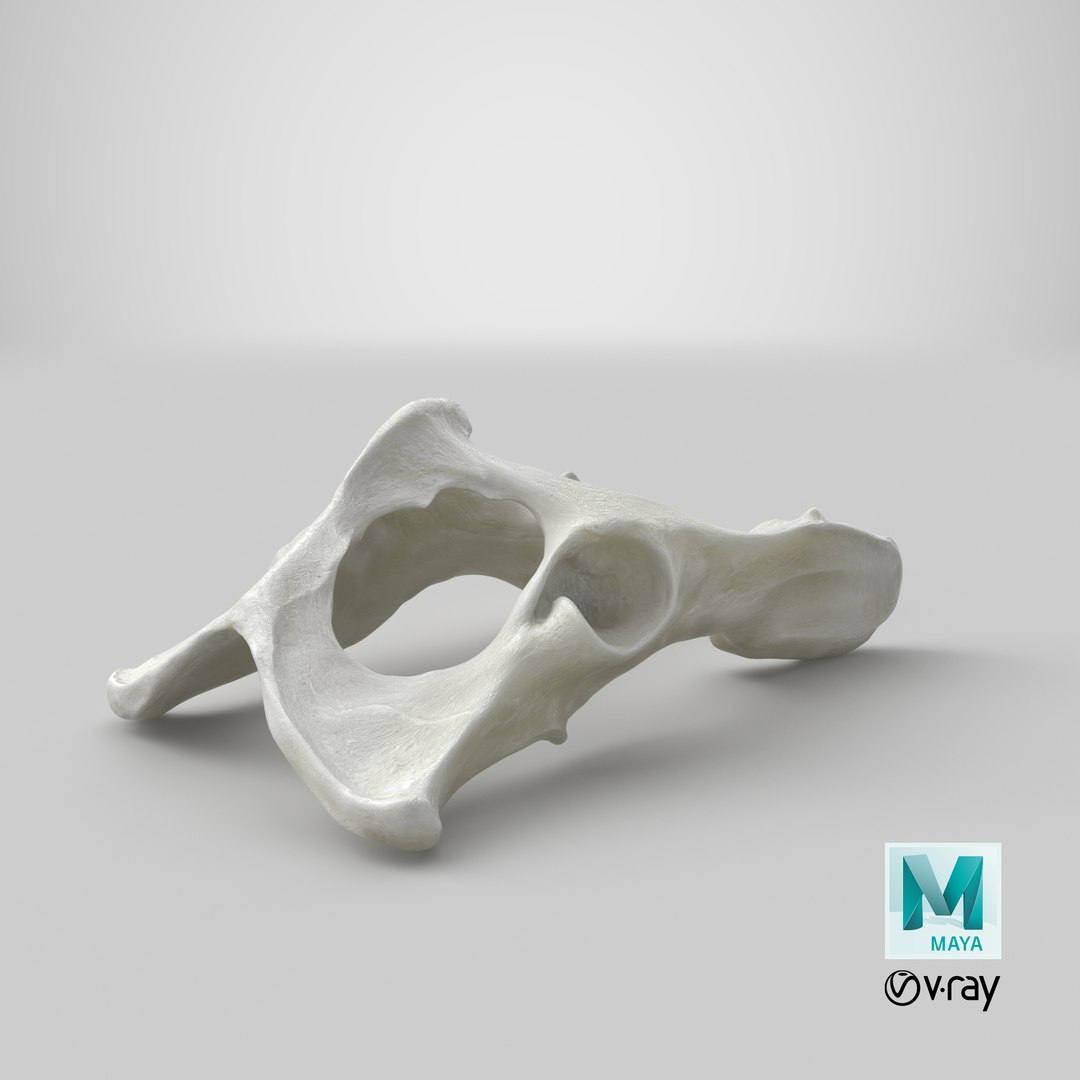 Domestic Cat Pelvis Bone 01 3D model - TurboSquid 1919576