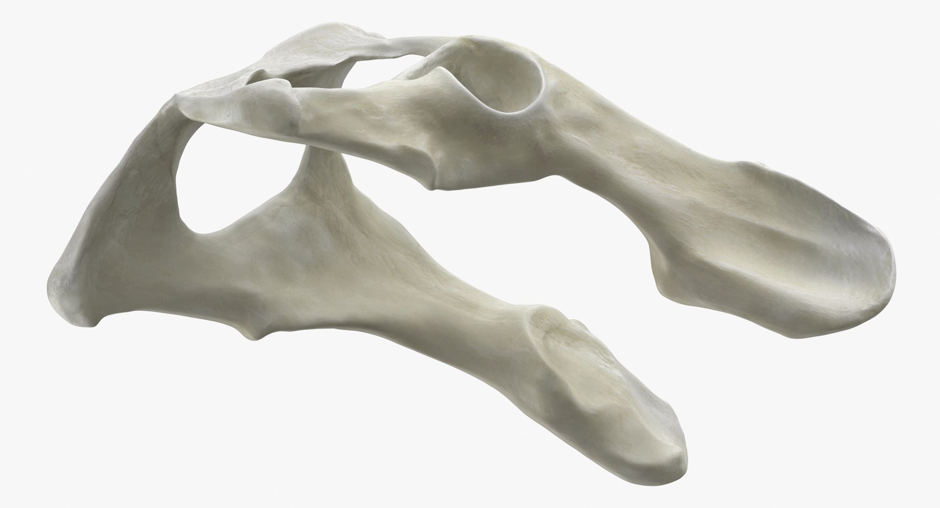 Domestic Cat Pelvis Bone 01 3D model - TurboSquid 1919576