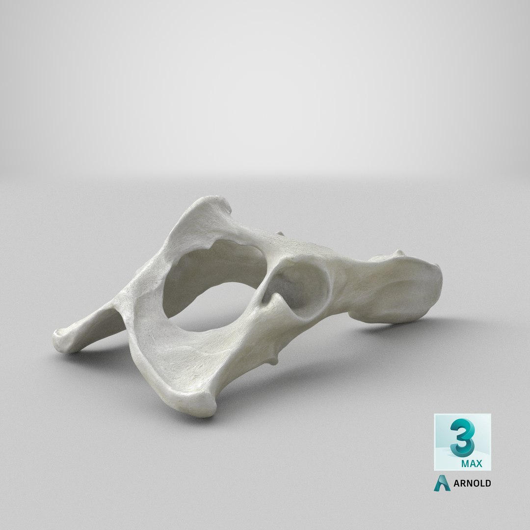 Domestic Cat Pelvis Bone 01 3D model - TurboSquid 1919576
