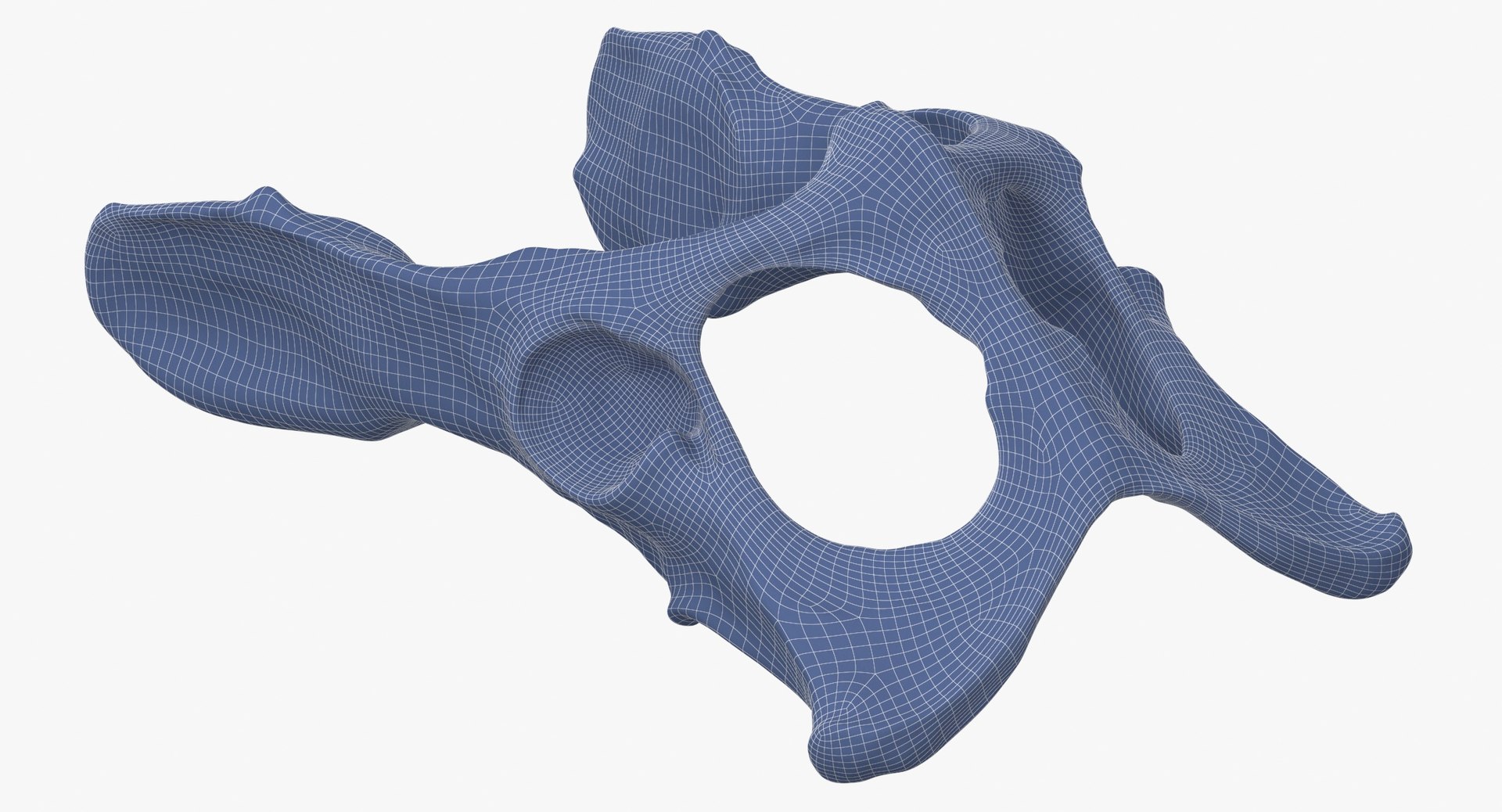 Domestic Cat Pelvis Bone 01 3D model - TurboSquid 1919576