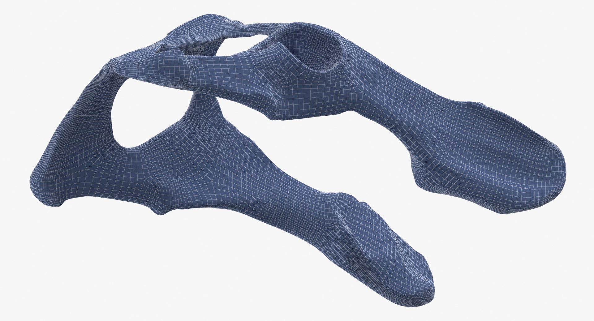 Domestic Cat Pelvis Bone 01 3D model - TurboSquid 1919576