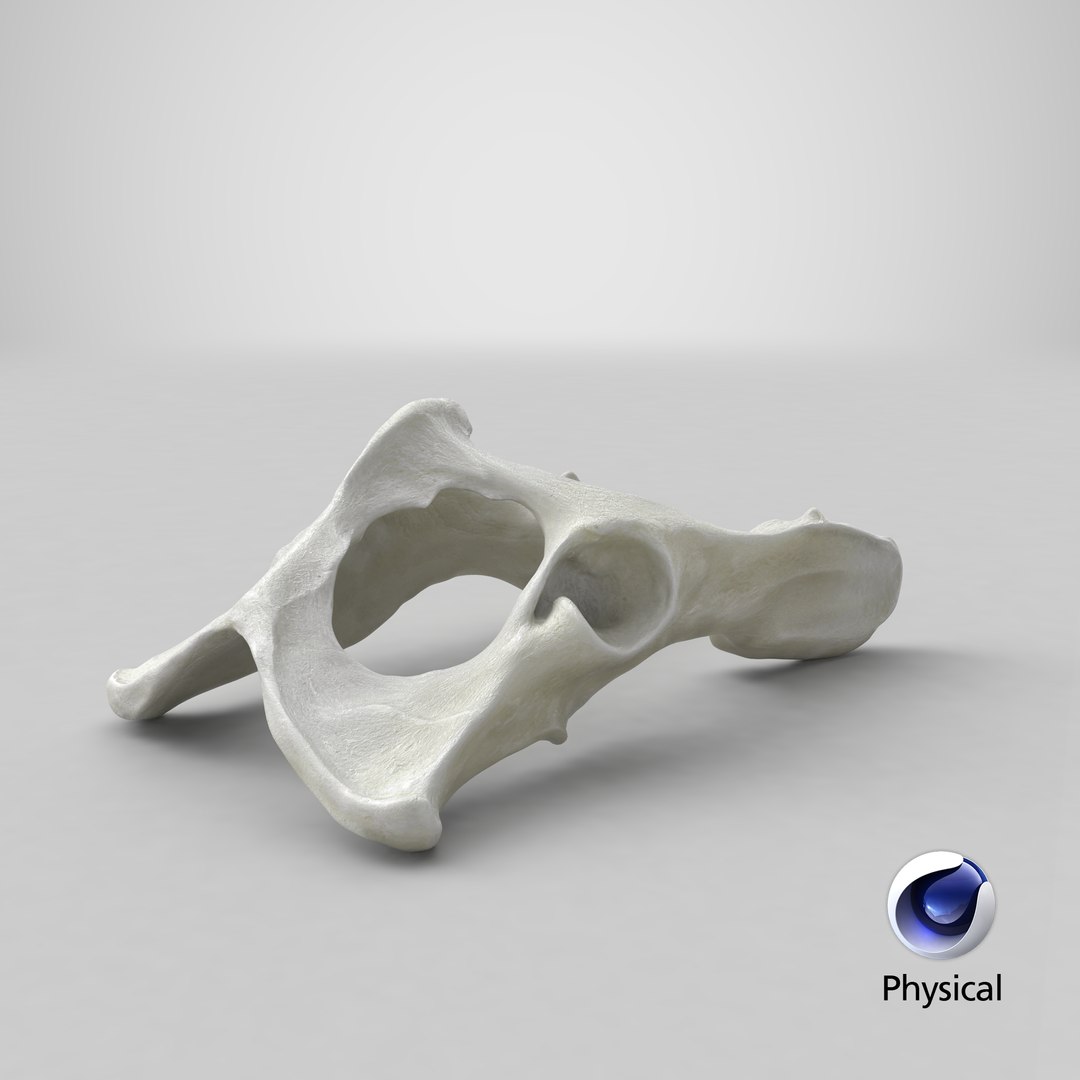 Domestic Cat Pelvis Bone 01 3D model - TurboSquid 1919576