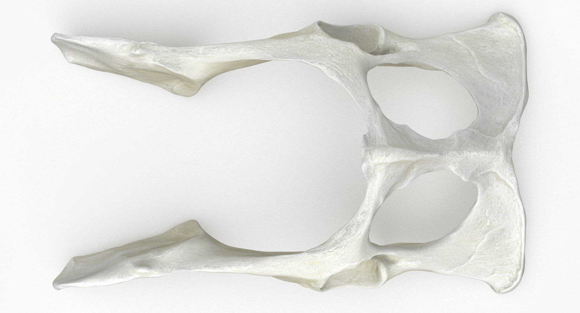 Domestic Cat Pelvis Bone 01 3d Model Turbosquid 1919576