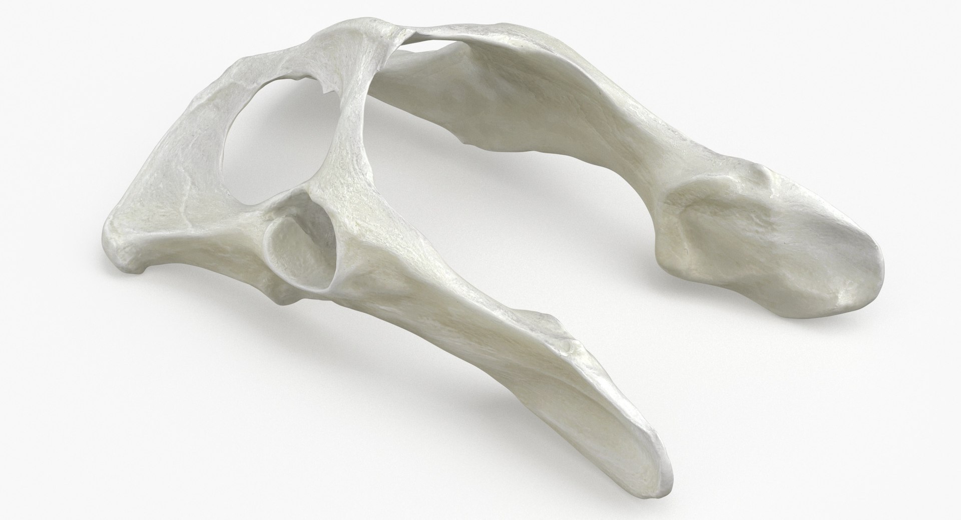 Domestic Cat Pelvis Bone 01 3D model - TurboSquid 1919576