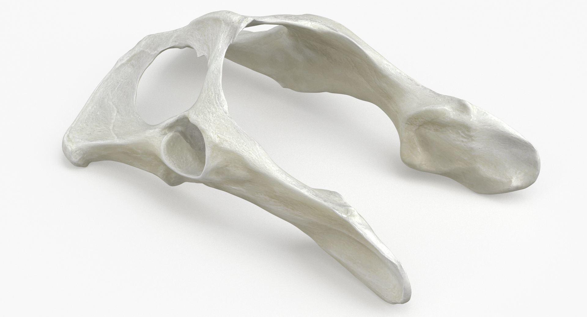 Domestic Cat Pelvis Bone 01 3D model - TurboSquid 1919576