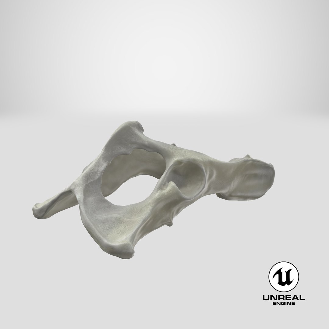 Domestic Cat Pelvis Bone 01 3D model - TurboSquid 1919576