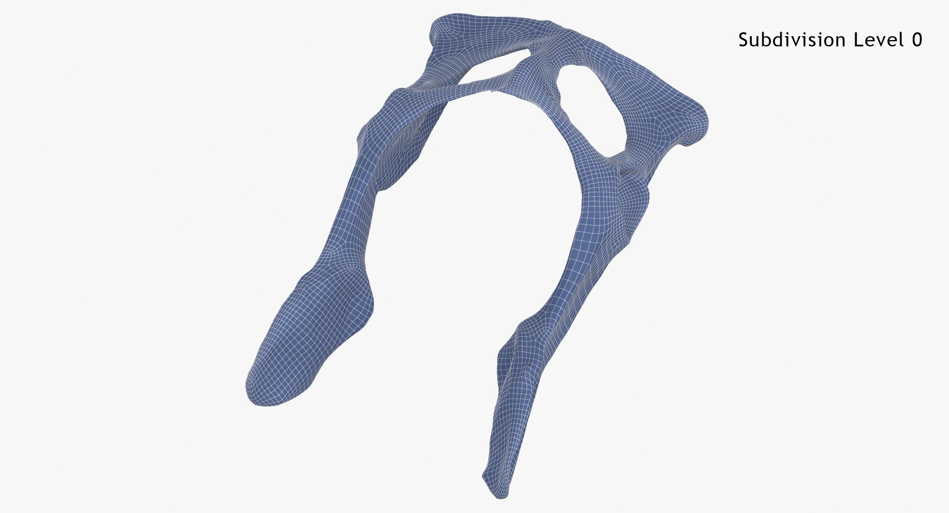 Domestic Cat Pelvis Bone 01 3D model - TurboSquid 1919576