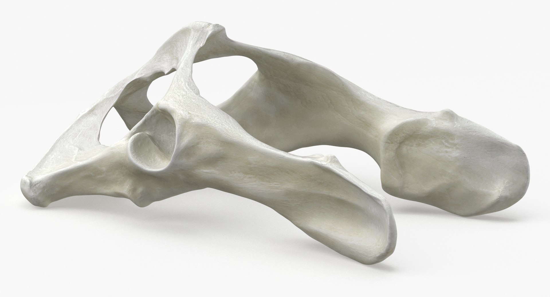 Domestic Cat Pelvis Bone 01 3D model - TurboSquid 1919576