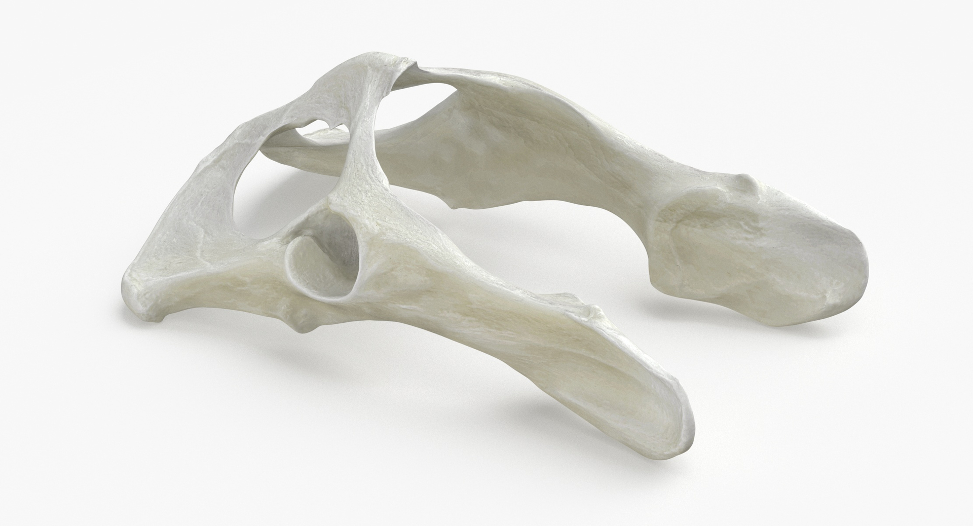 Domestic Cat Pelvis Bone 01 3d Model Turbosquid 1919576