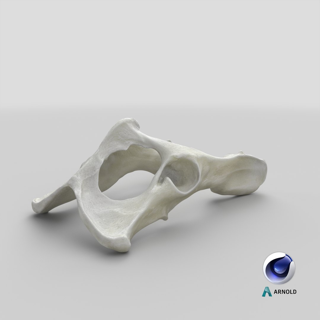 Domestic Cat Pelvis Bone 01 3D model - TurboSquid 1919576