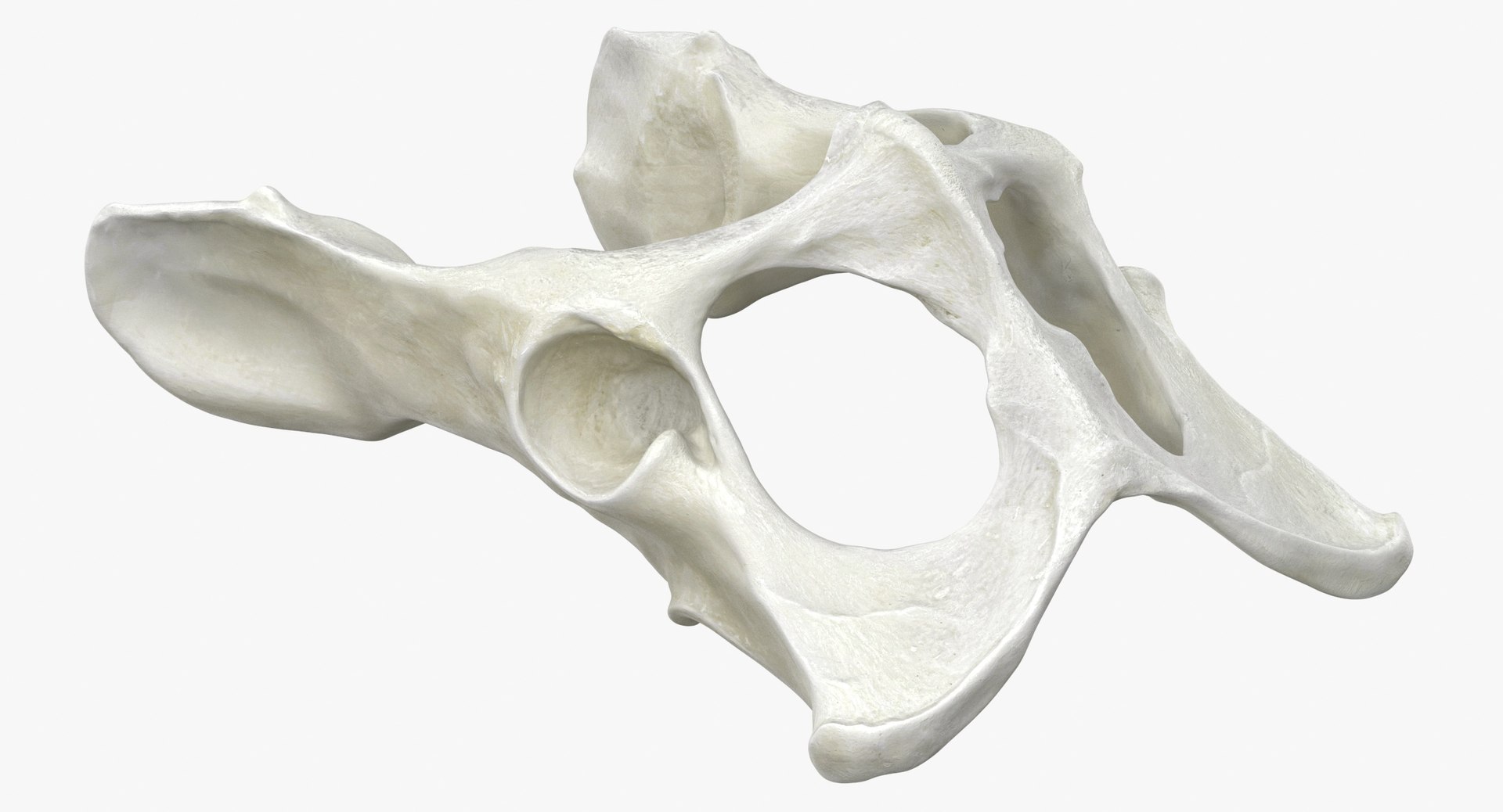 Domestic Cat Pelvis Bone 01 3D model - TurboSquid 1919576