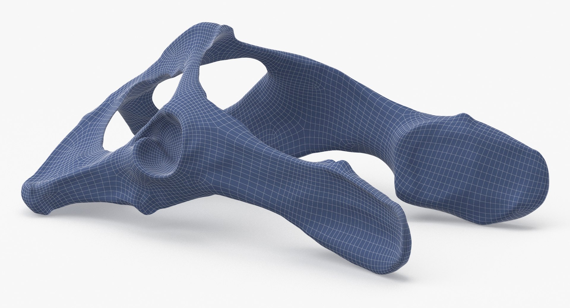 Domestic Cat Pelvis Bone 01 3D model - TurboSquid 1919576