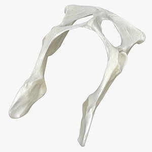 Domestic Cat Femur Bone 01 3D model - TurboSquid 1847921