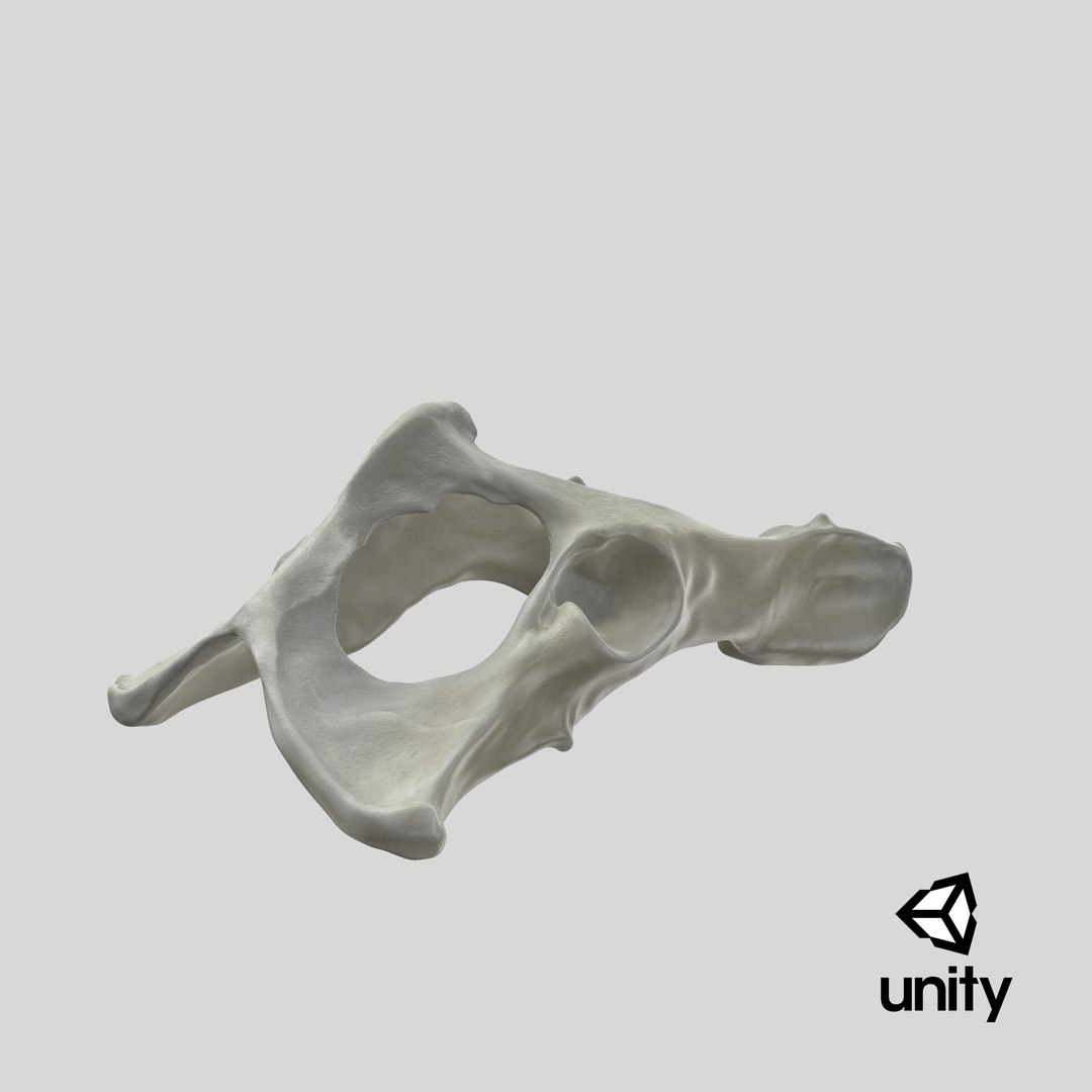 Domestic Cat Pelvis Bone 01 3d Model Turbosquid 1919576