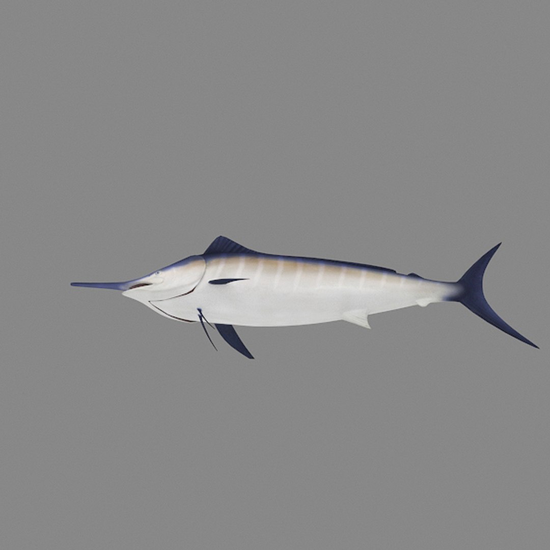 3d Model Blue Marlin