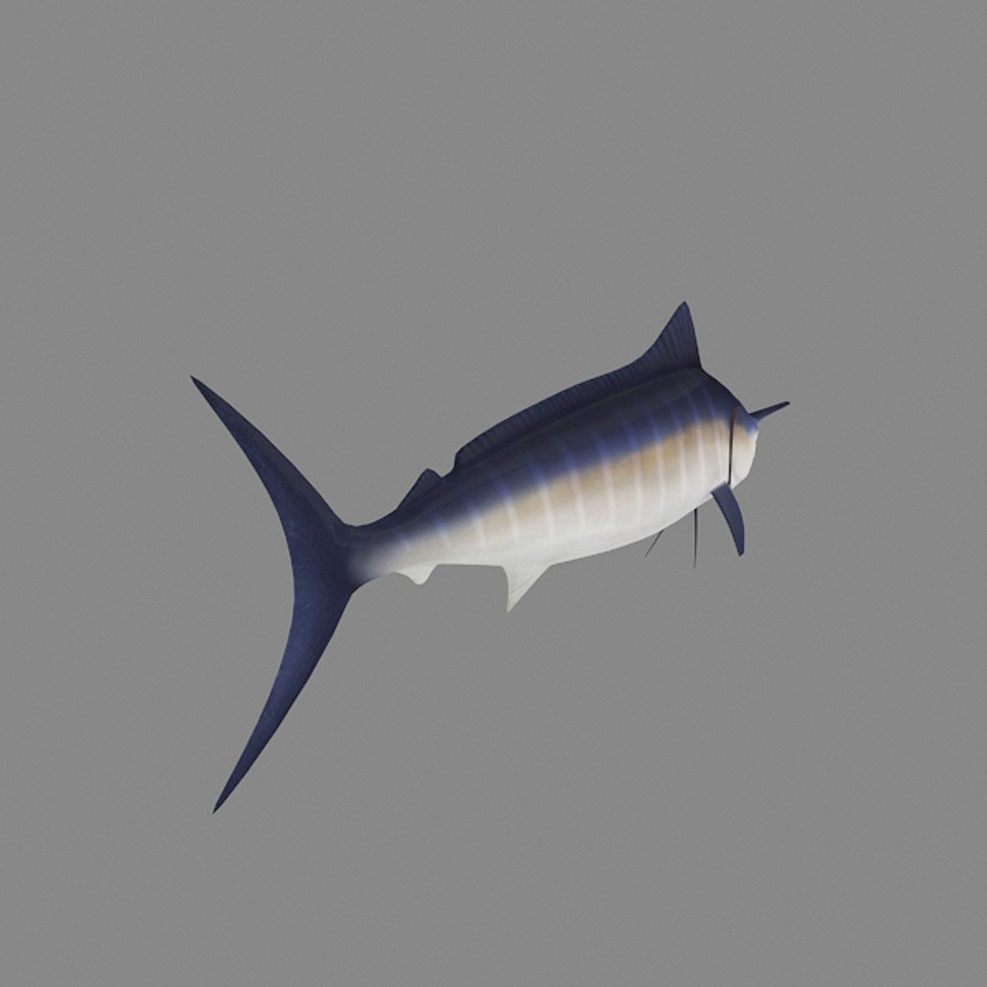 3d Model Blue Marlin