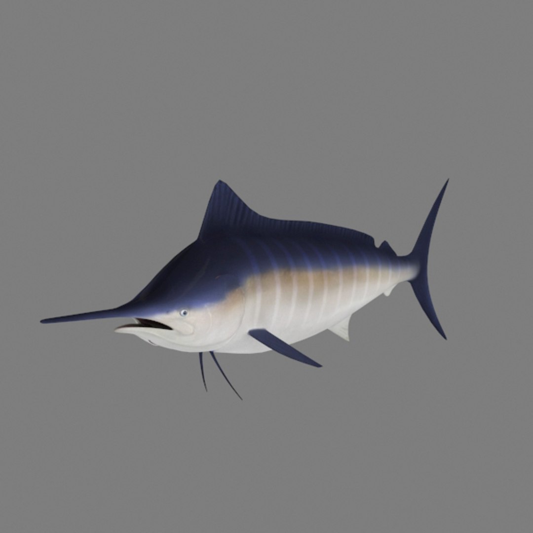 3d Model Blue Marlin