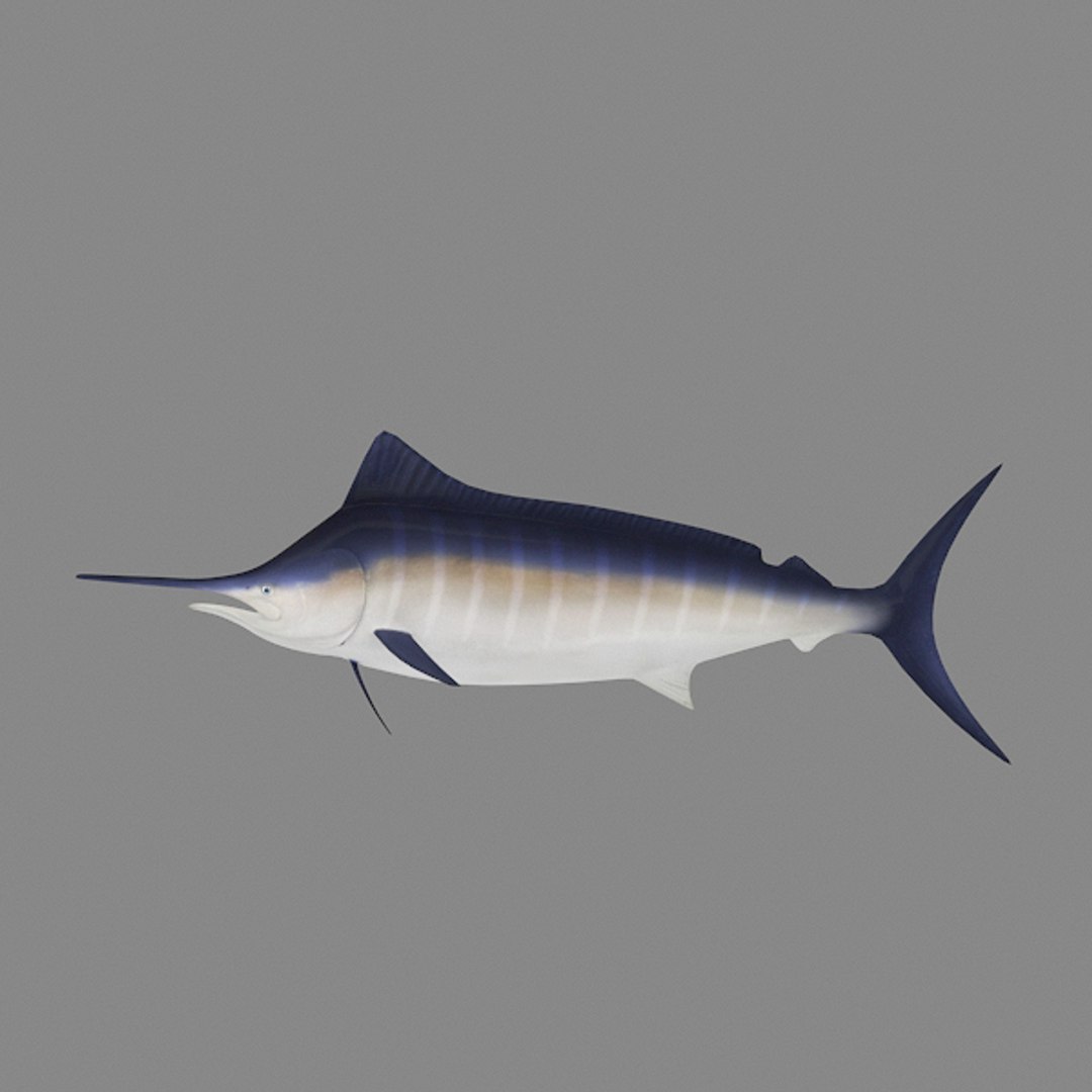 3d Model Blue Marlin