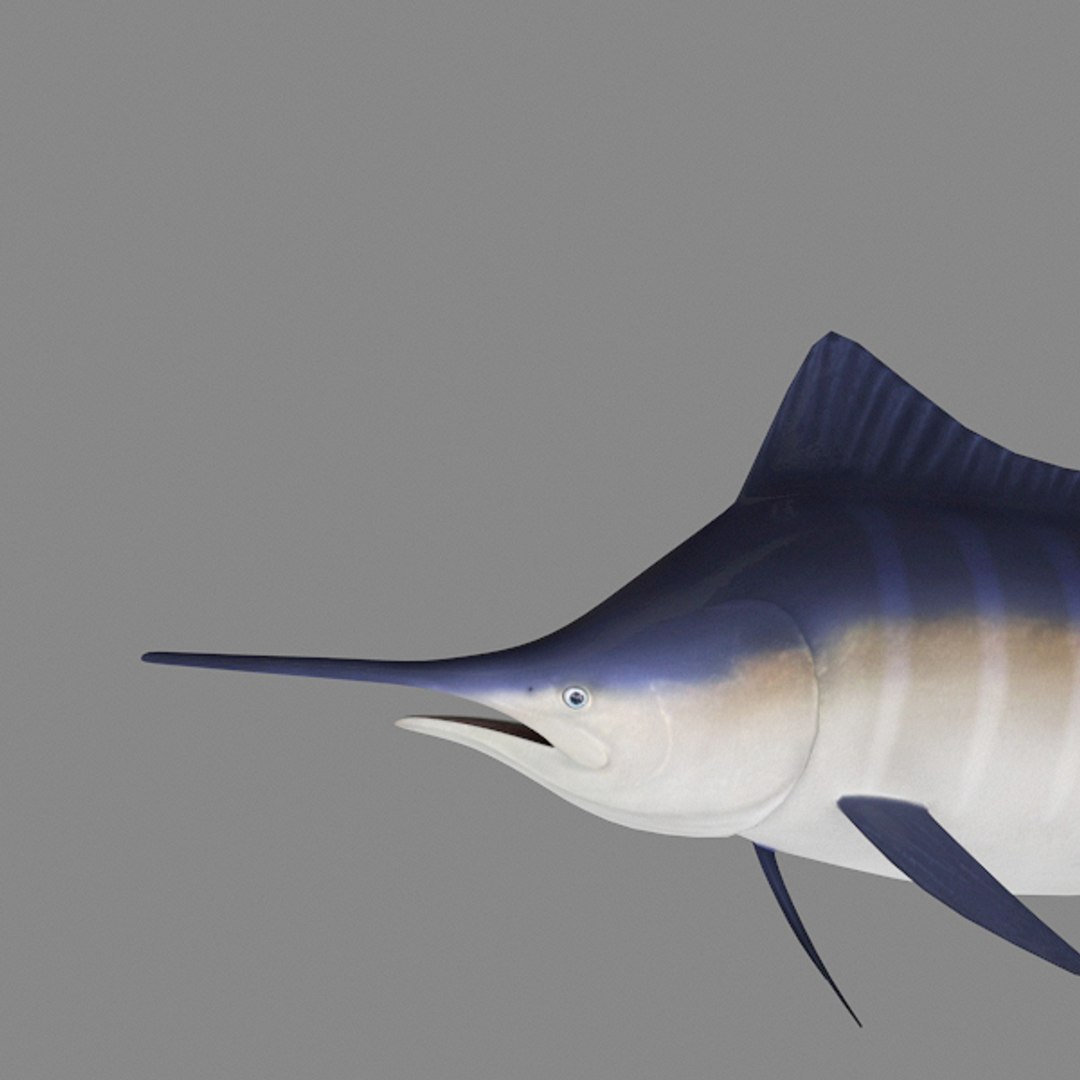 3d Model Blue Marlin