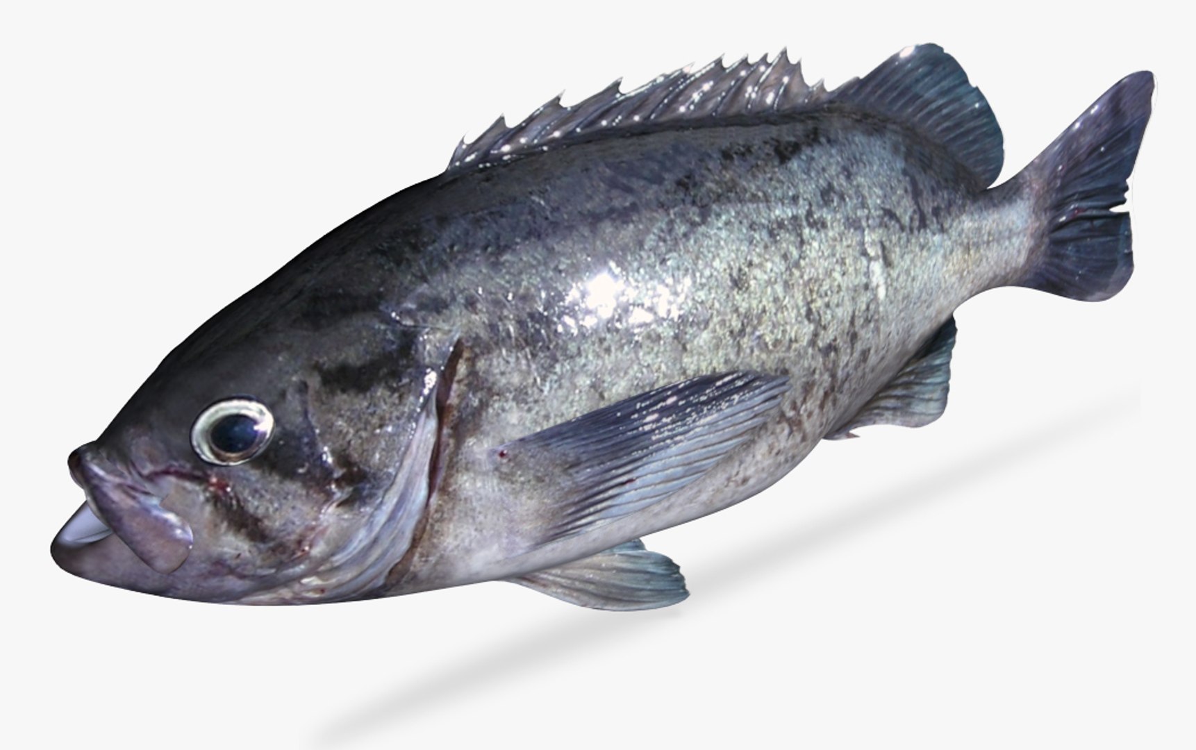 3D Bluerf Blotch Model - TurboSquid 1179888