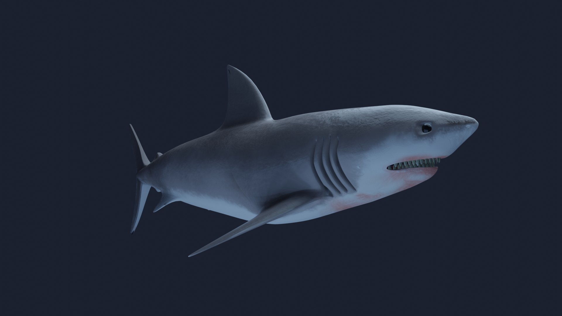 3D Shark Realistic - TurboSquid 1595285