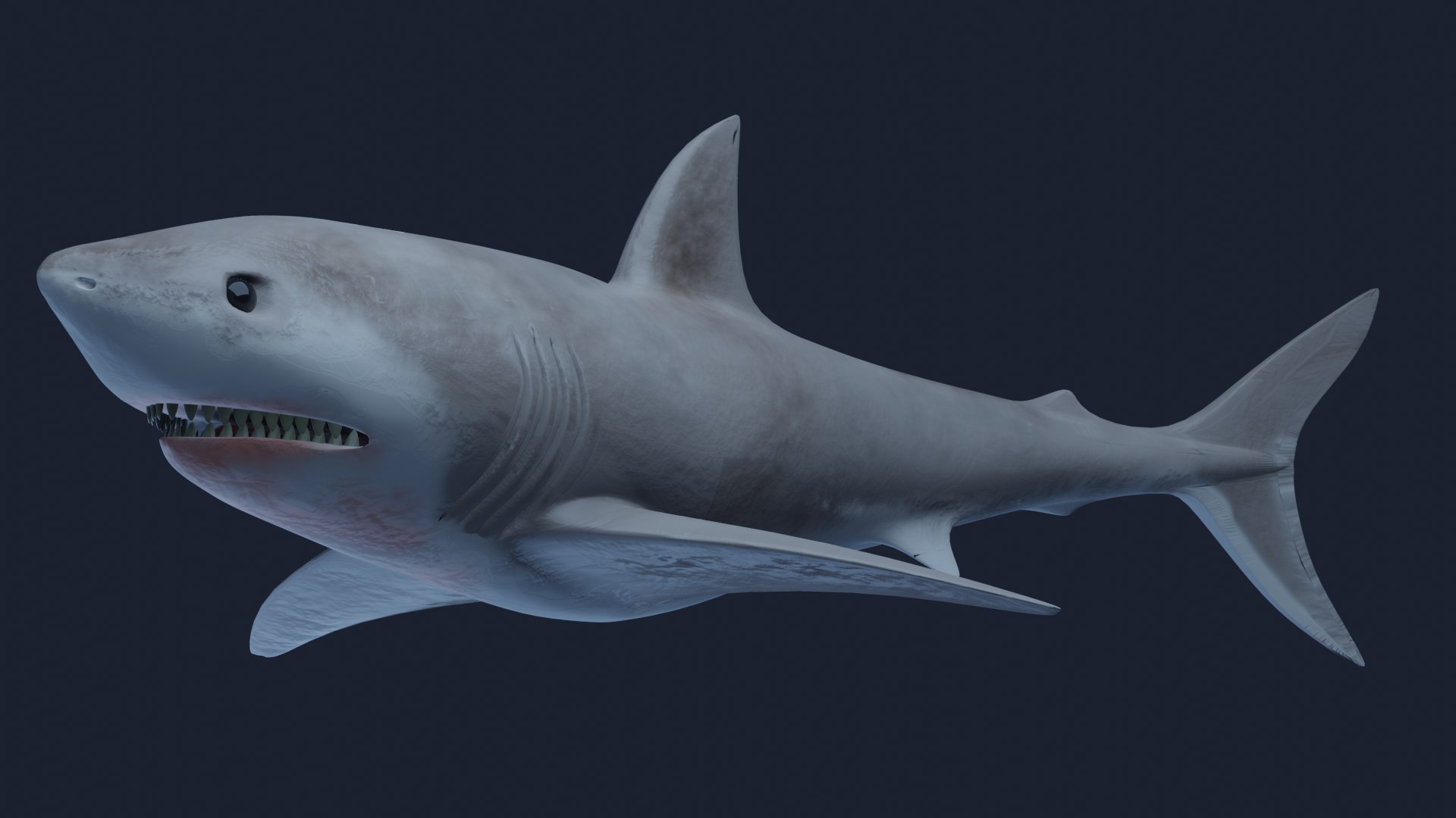 3D Shark Realistic - TurboSquid 1595285