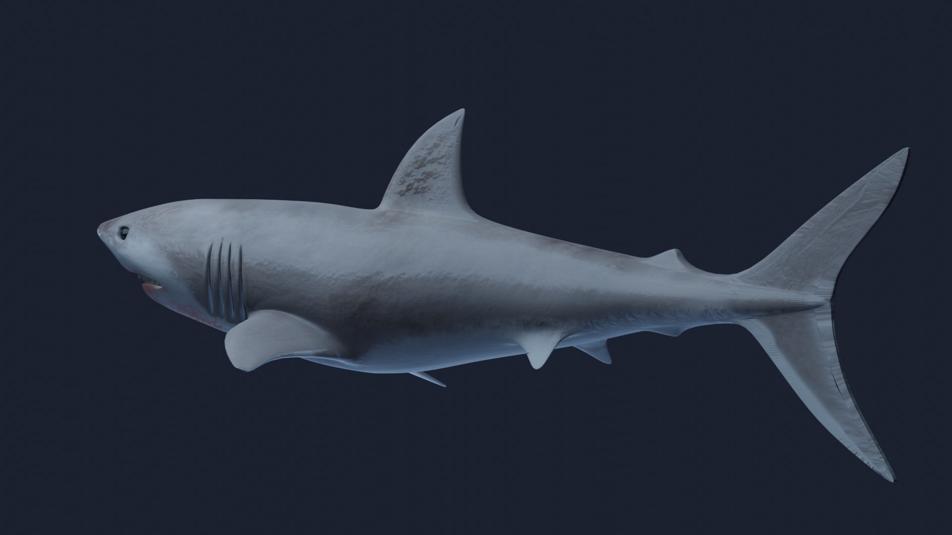 3D Shark Realistic - TurboSquid 1595285