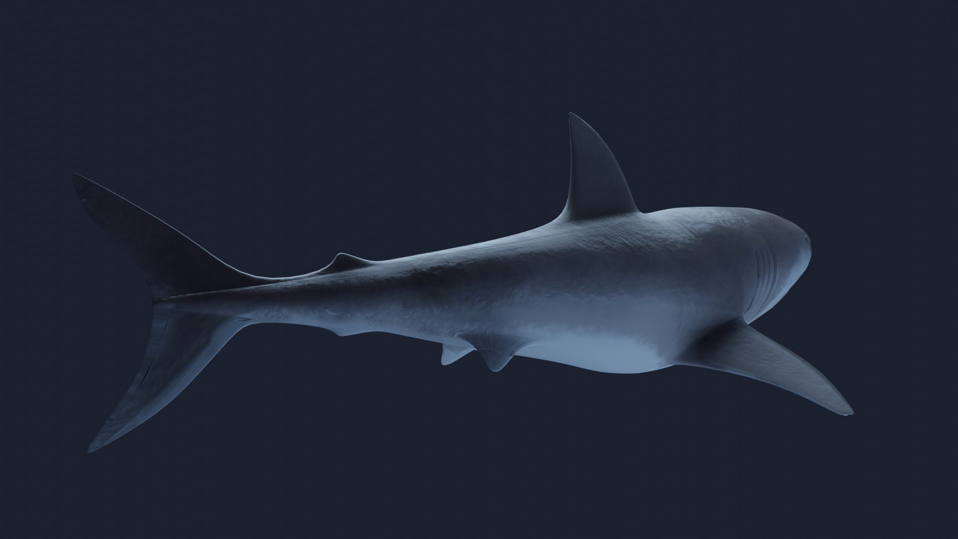 3D Shark Realistic - TurboSquid 1595285