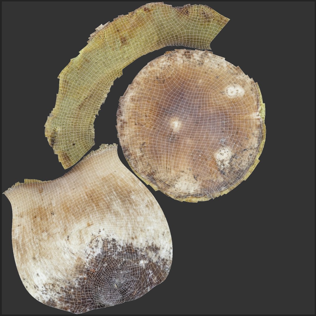 Mushrooms set 3D model - TurboSquid 1973295
