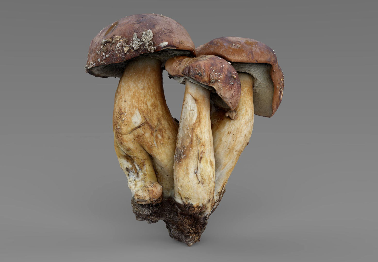 Mushrooms Set 3D Model - TurboSquid 1973295