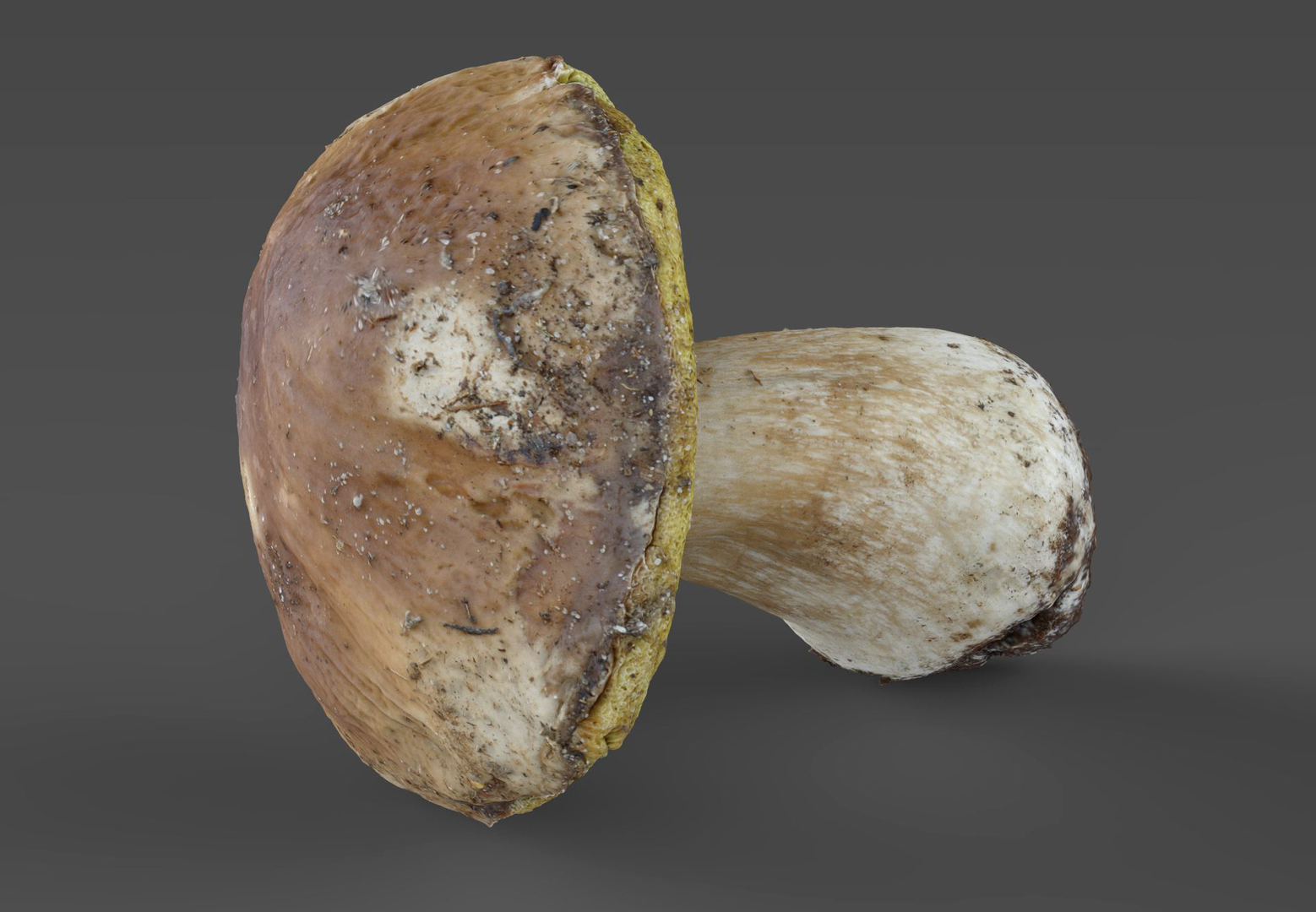 Mushrooms Set 3D Model - TurboSquid 1973295