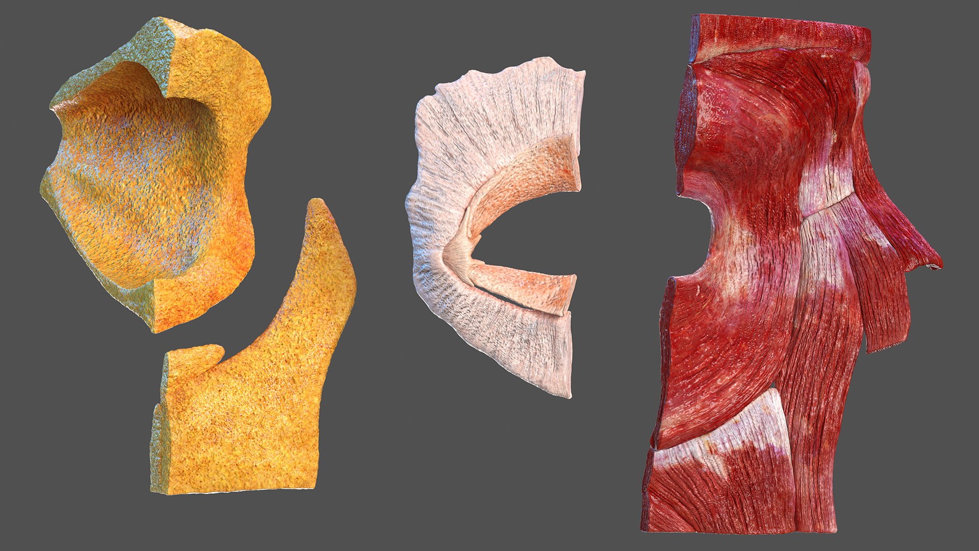 3D eye anatomy cross-section section - TurboSquid 1511494