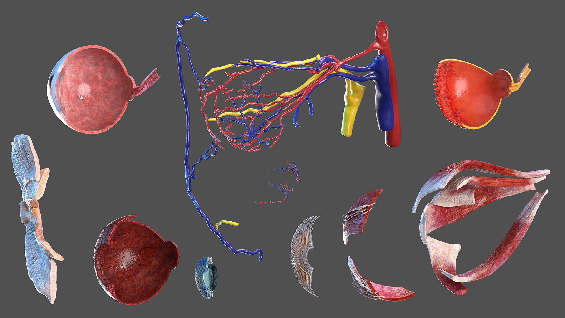 3D eye anatomy cross-section section - TurboSquid 1511494