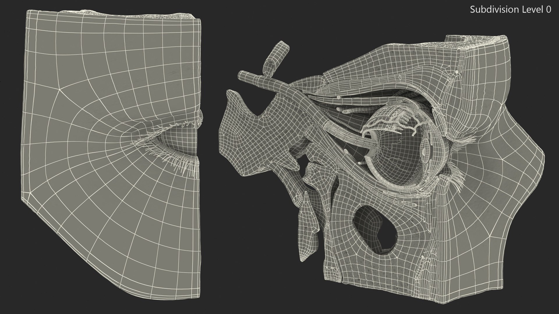 3D eye anatomy cross-section section - TurboSquid 1511494
