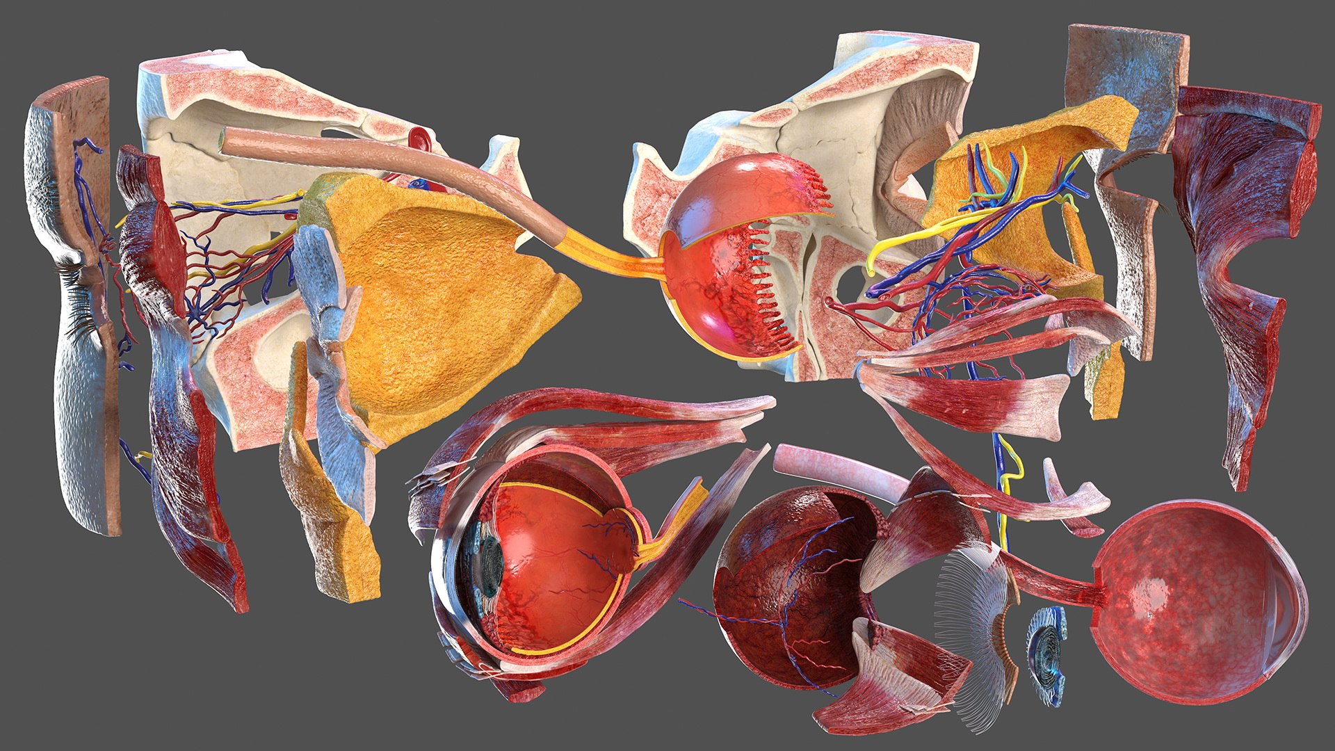 3D eye anatomy cross-section section - TurboSquid 1511494