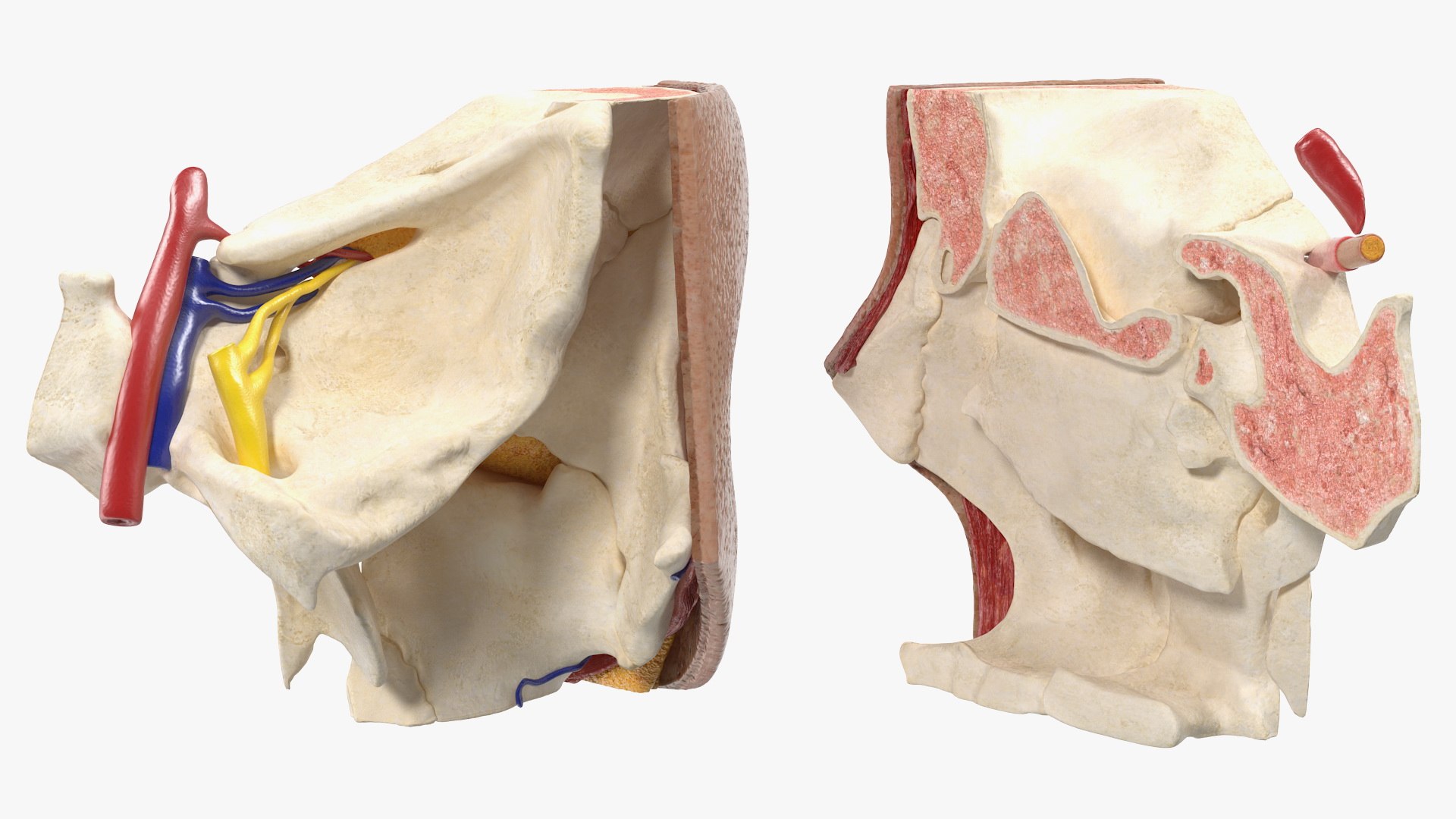3D eye anatomy cross-section section - TurboSquid 1511494