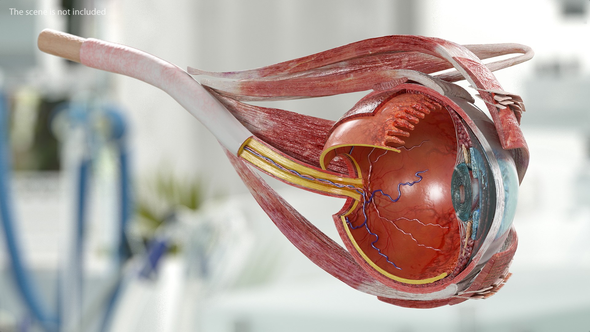 3D eye anatomy cross-section section - TurboSquid 1511494