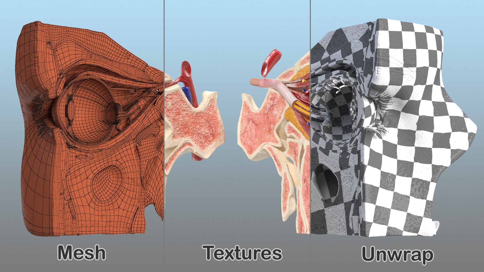 3D eye anatomy cross-section section - TurboSquid 1511494