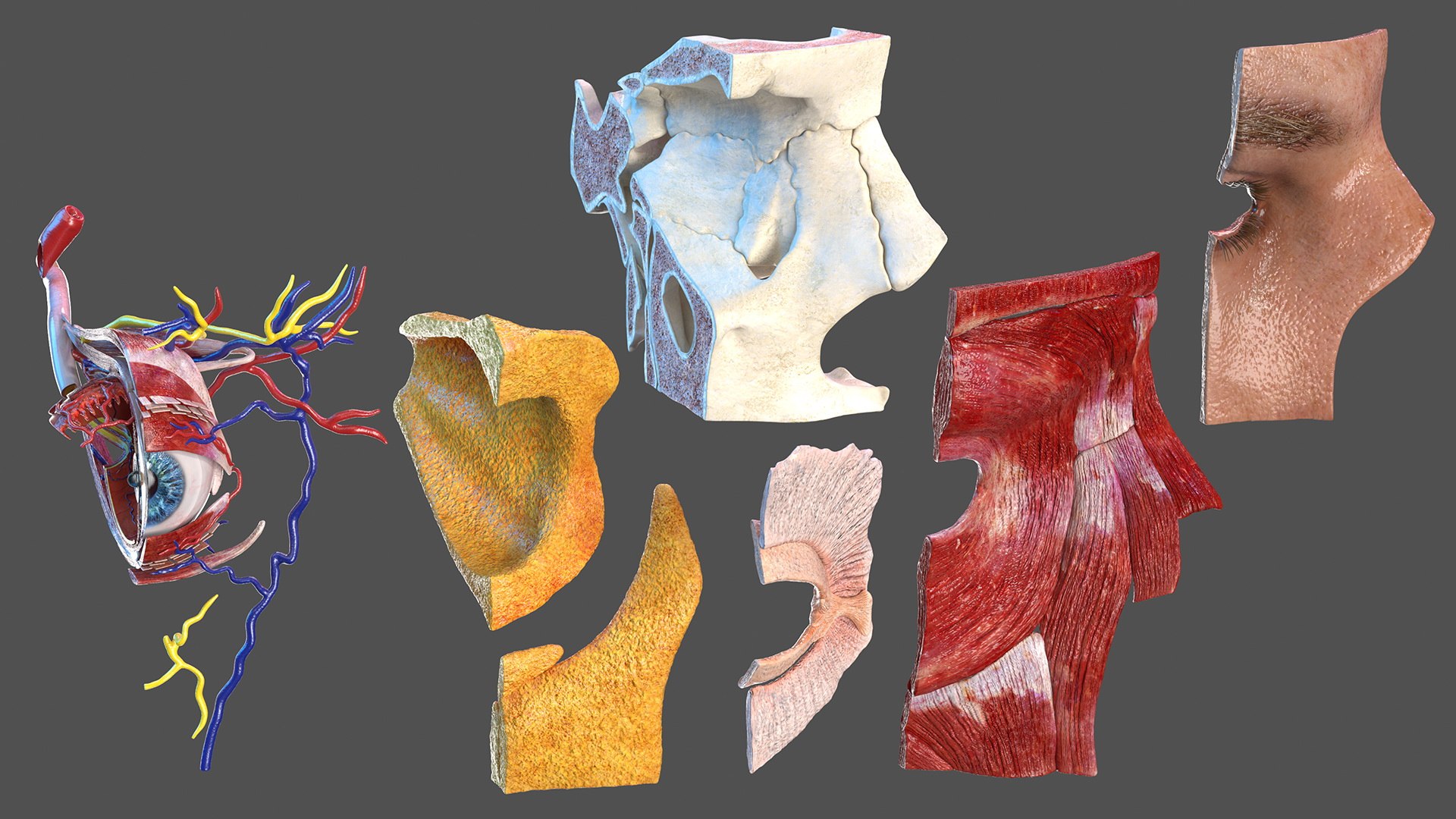3D eye anatomy cross-section section - TurboSquid 1511494