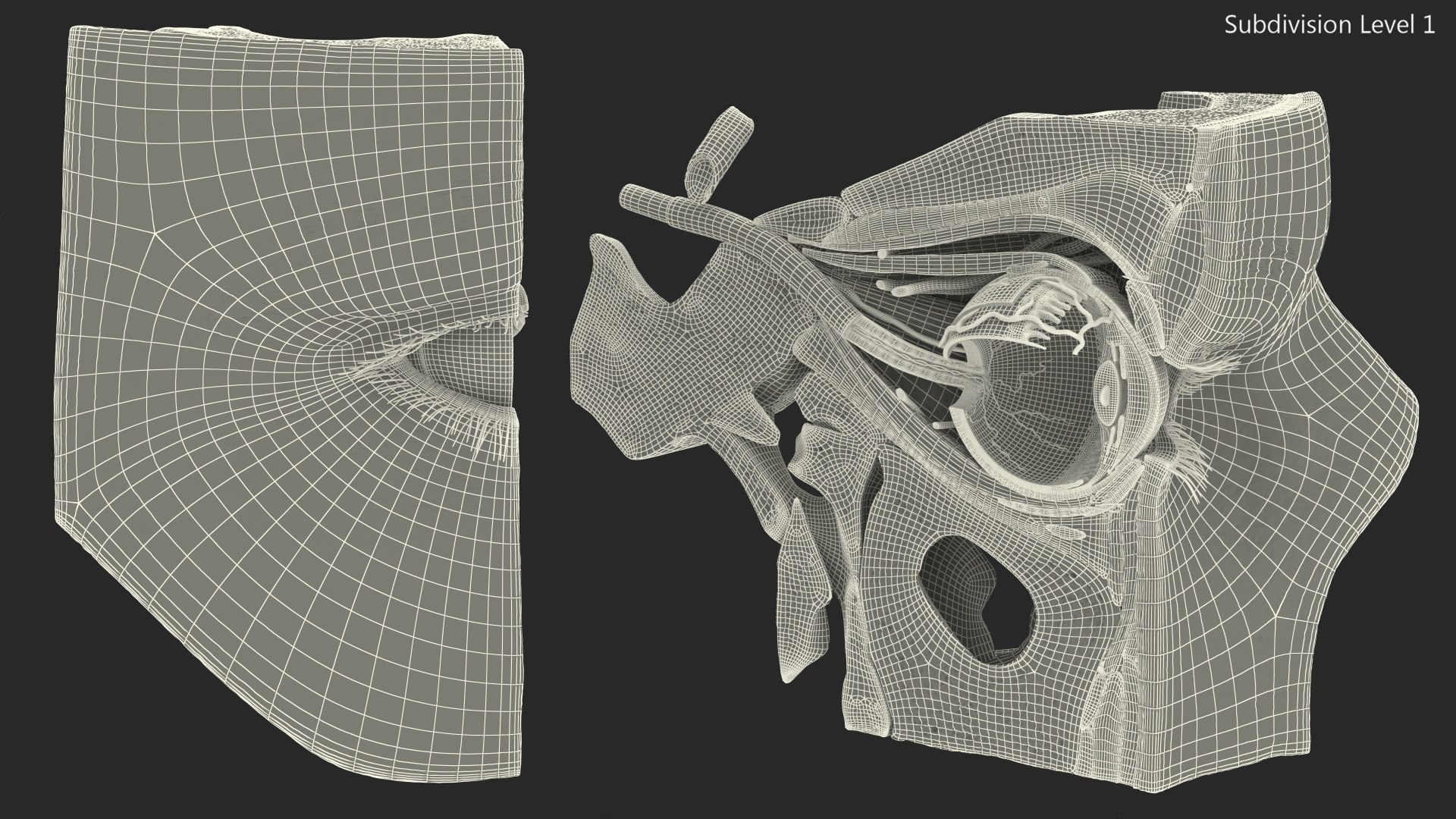 3D eye anatomy cross-section section - TurboSquid 1511494
