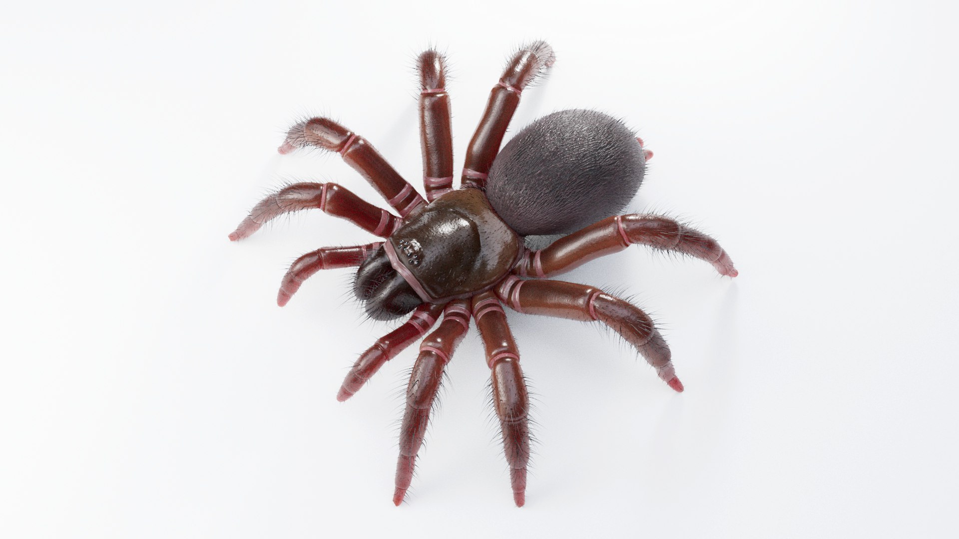 3D Trapdoor Spider - TurboSquid 2170006