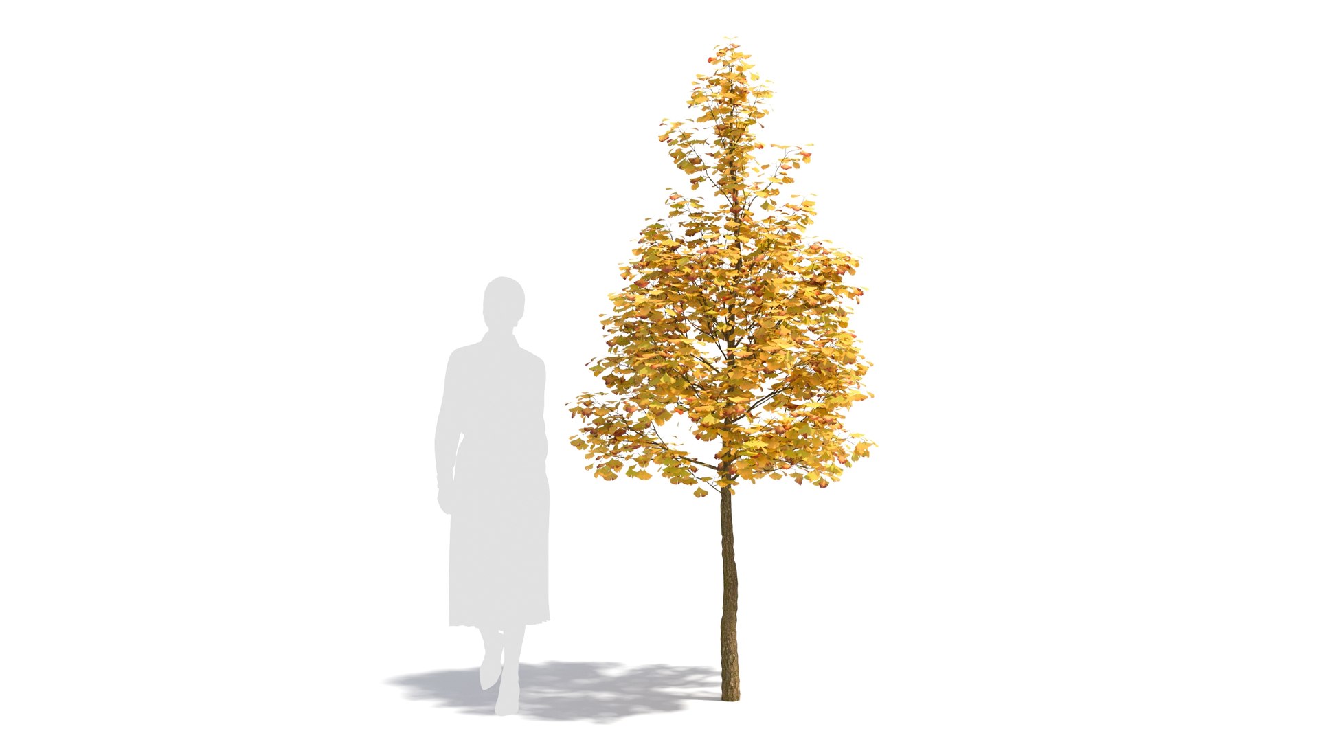 3D Ginkgo Tree Model - TurboSquid 2048888