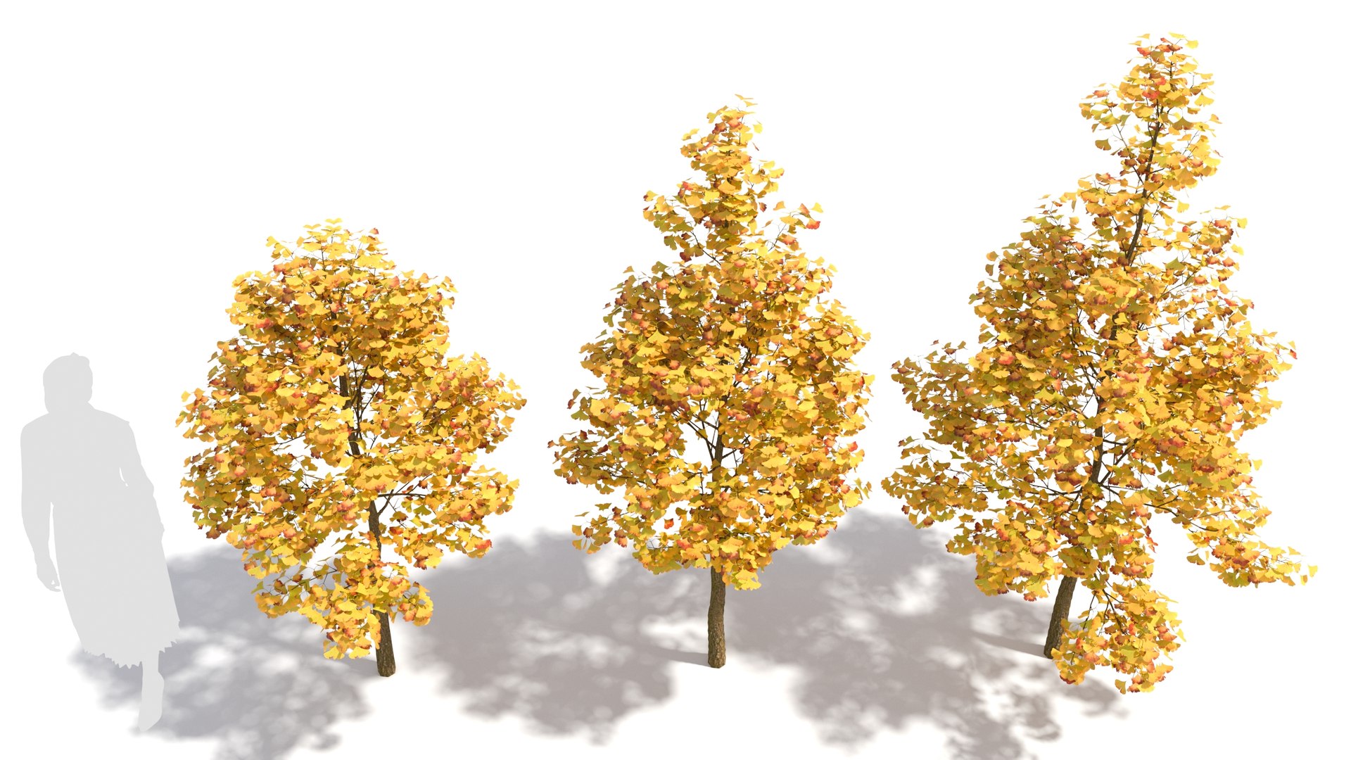 3D Ginkgo Tree Model - TurboSquid 2048888