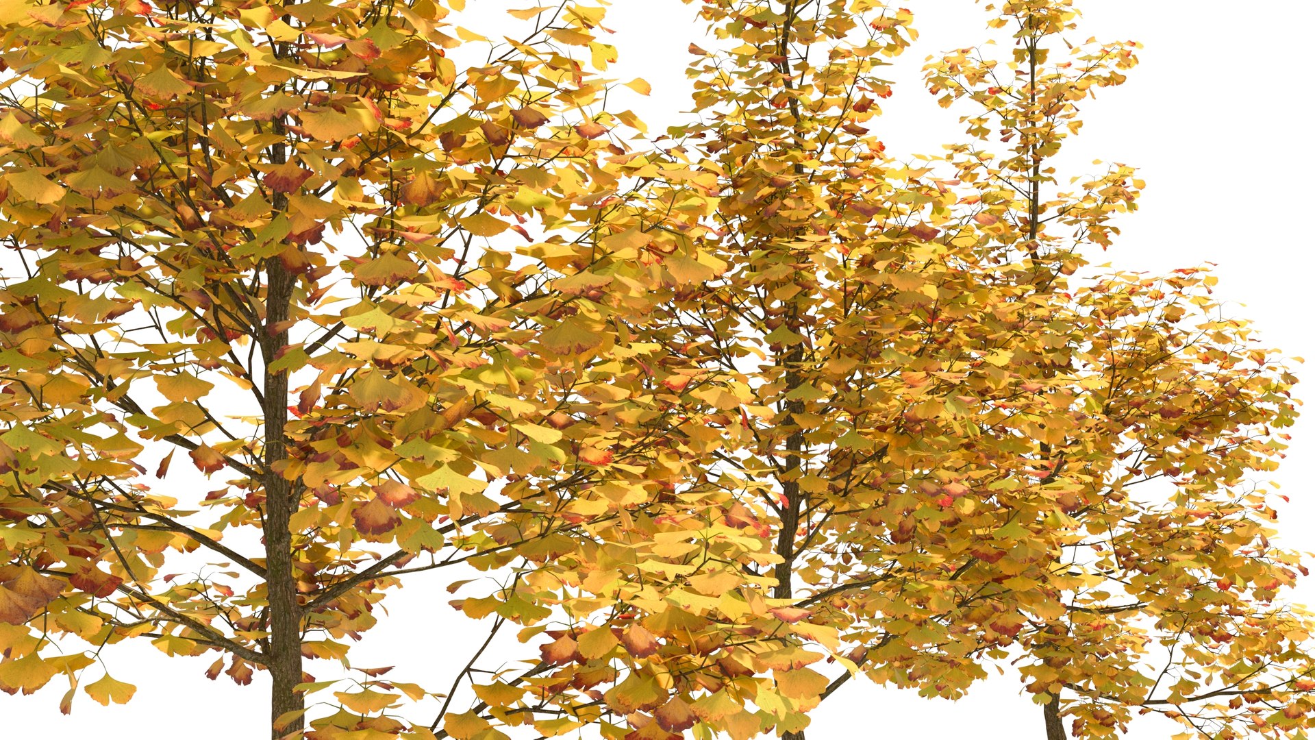 3D Ginkgo Tree Model - TurboSquid 2048888