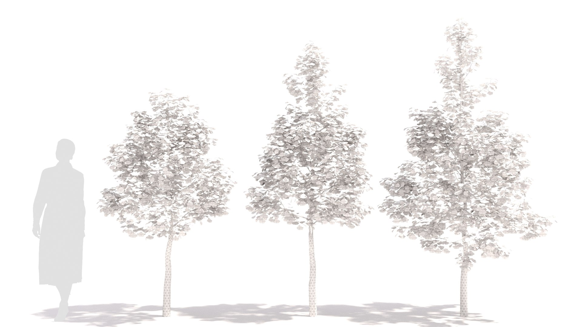 3D Ginkgo Tree Model - TurboSquid 2048888
