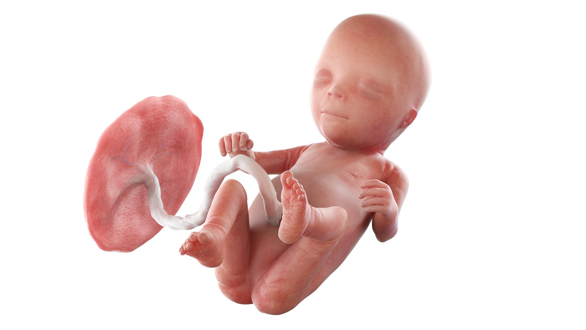Fetus Anatomy Week 14 Animated 3D - TurboSquid 1811207