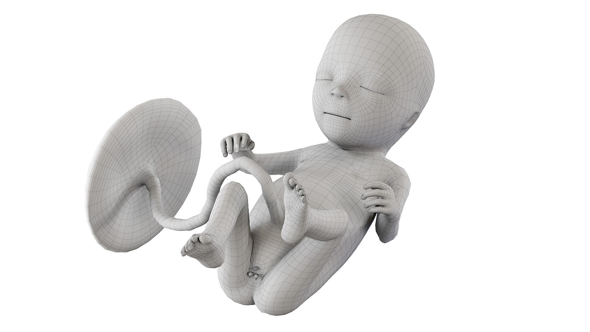 Fetus Anatomy Week 14 Animated 3D - TurboSquid 1811207